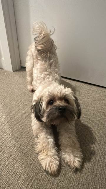 Friendly & Fully Vaccinated Pomapoo Looking for a Loving Home | Dogs ...