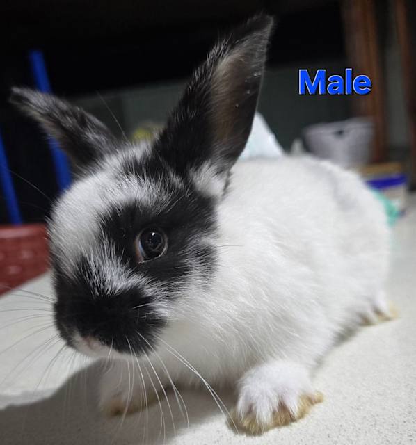 Mini Lop x Holland Hop Rabbits | Rabbits | Gumtree Australia Blacktown ...