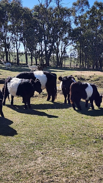 Miniature Belted Galloway n sheep | Livestock | Gumtree Australia Young ...