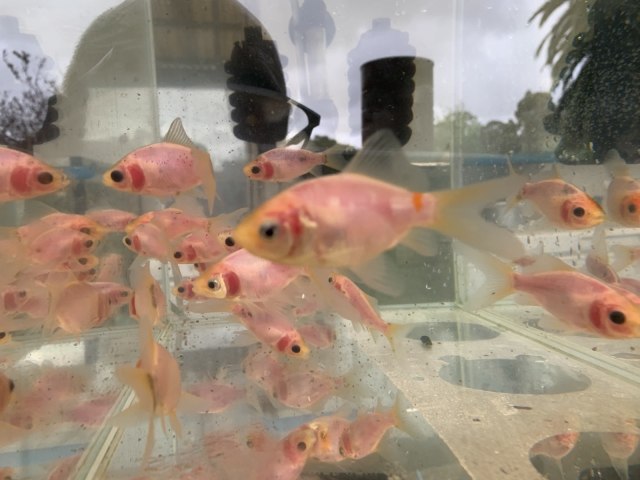 pink goldfish and silver goldfish sale no delivery cash only Pls ...