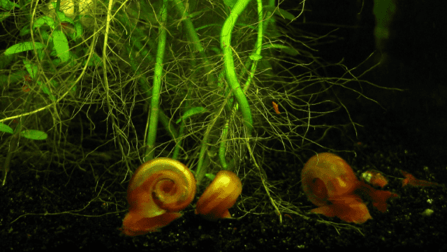 Ramshorn pond snails eat and clean up algae - Plants in Lower Mitcham ...