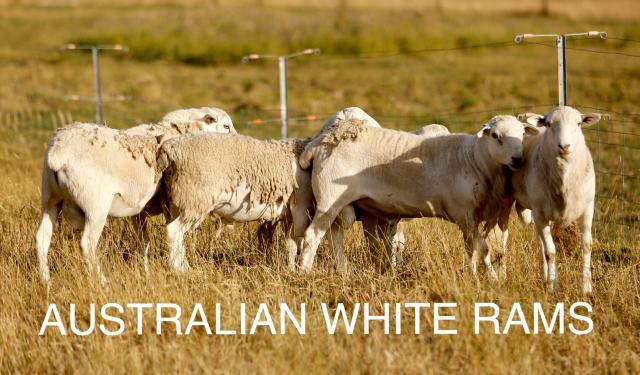 Sheep - Rams - Australian White | Livestock | Gumtree Australia South ...