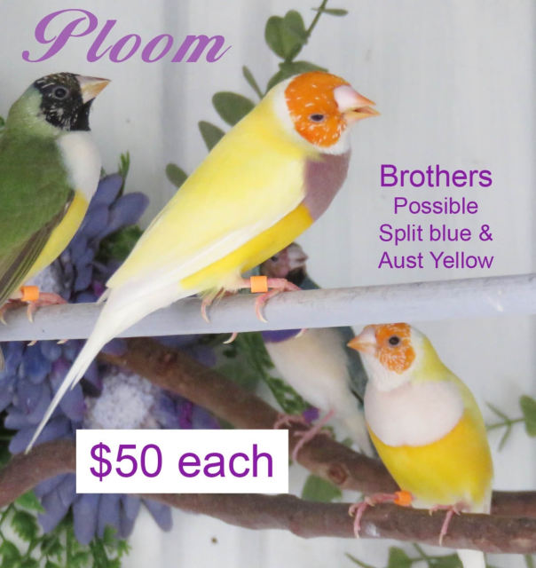 GOULDIAN MUTATIONS INCLUDING UNCOLOURED SPLIT BLUES FOR $25 | Birds ...