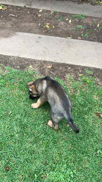 Purebred straight back German shepherd puppies | Dogs & Puppies ...