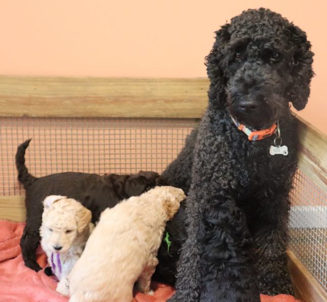 Labradoodle Multigen Medium | Dogs & Puppies | Gumtree Australia ...