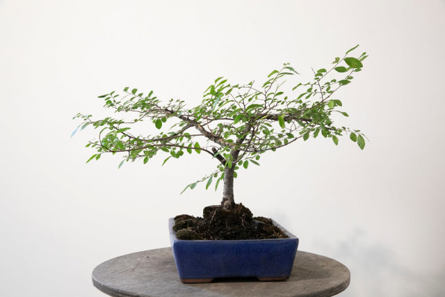 Bonsai Chinese Elm tiny tree small tree bonsai pot aged tree healthy ...