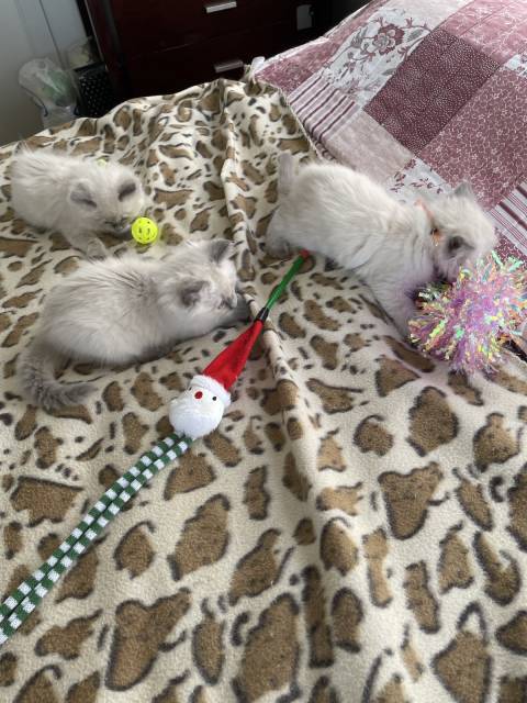 XB Easter🙏🏻 Purebred Ragdoll Blue Point young kittens ️ | Cats ...