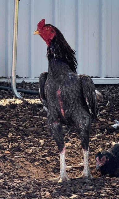 Rooster shamo aseel Asil malay chicks | Birds | Gumtree Australia ...