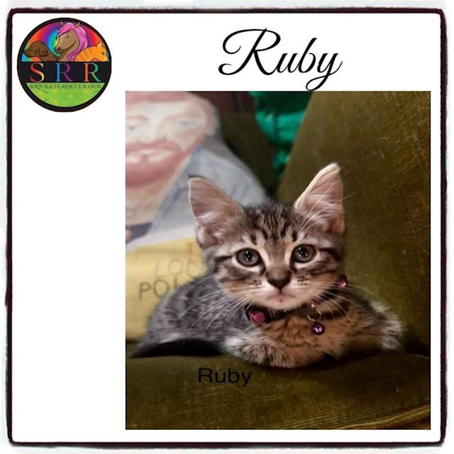 Ruby- Soquilichi Rescue Ranch | Cats & Kittens | Gumtree Australia ...