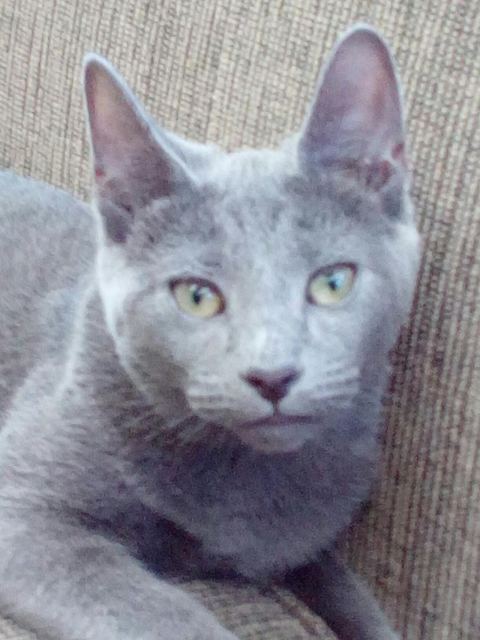 Pure Bred Russian Blue Female Desexed Cat | Cats & Kittens | Gumtree ...