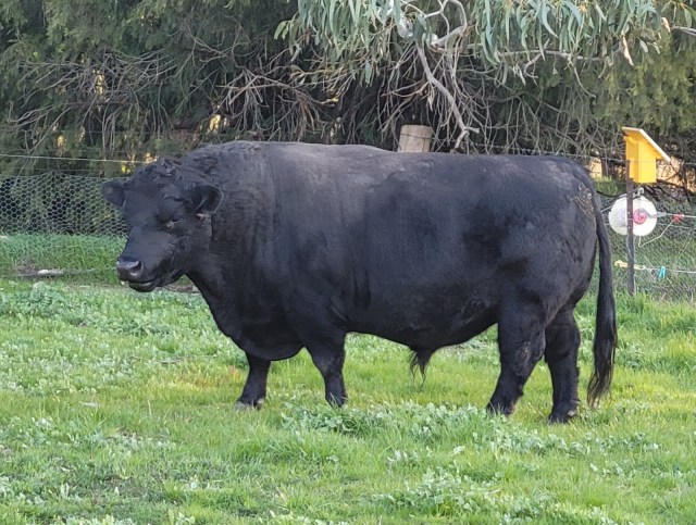 Pedigree Lowline Angus Bull | Livestock | Gumtree Australia Strathbogie ...