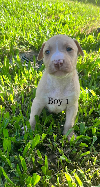 Beautiful Staffy Puppies for sale | Dogs & Puppies | Gumtree Australia ...