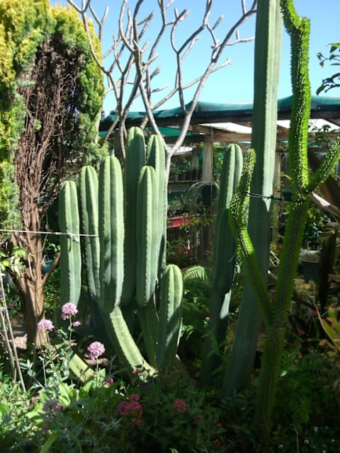 Cactus Trichocereus scopulicola cuttings - Plants in Waikiki WA ...