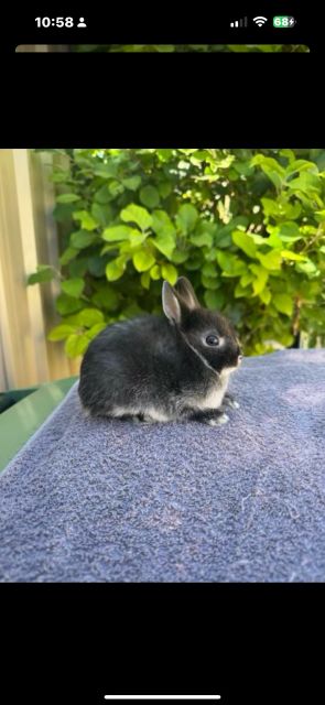 Netherland dwarf babies | Rabbits | Gumtree Australia Morphett Vale ...