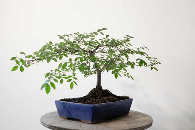 Bonsai Chinese Elm tiny tree small tree bonsai pot aged tree healthy ...