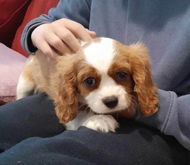Cavalier King Charles Pedigree papered male DNA Fully clear | Dogs ...