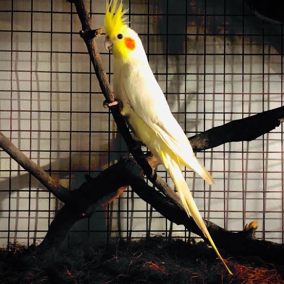 Breeding pair ( weiros) and budgie | Birds | Gumtree Australia Cockburn ...