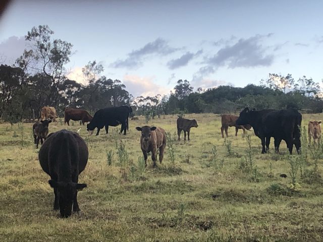 WTD: Willing to rehome any livestock to join our farm animals ...