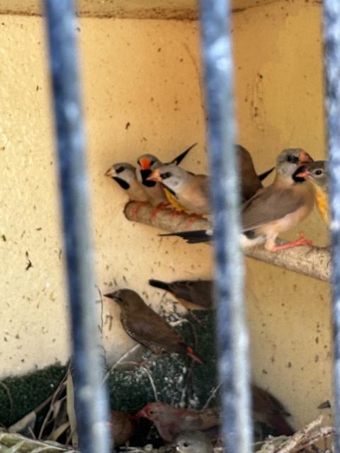 Variety of finches and parrots | Birds | Gumtree Australia Swan Area ...