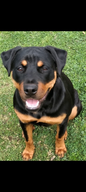 1 YEAR OLD FEMALE BOBTAIL ROTTWEILER | Dogs & Puppies | Gumtree ...