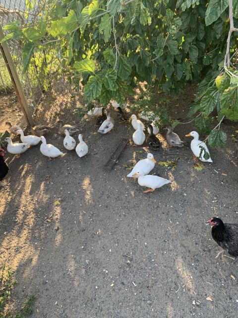 Call ducks for sale | Livestock | Gumtree Australia Ipswich City ...