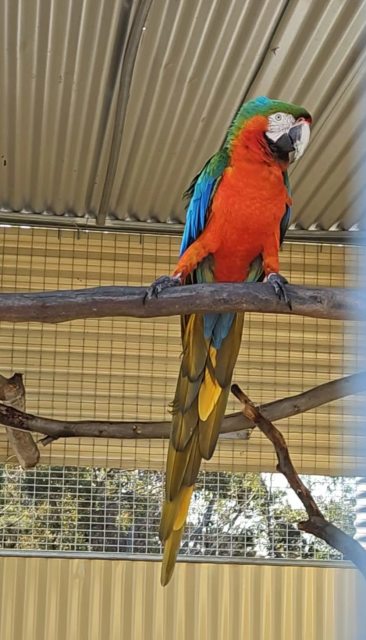 scarlet hen/ harlequin ck | Birds | Gumtree Australia Norwood Area - St ...