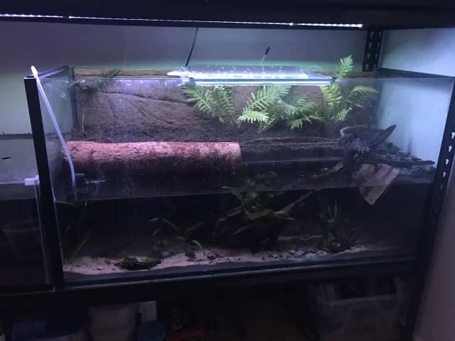 Custom Lizard/Frog/Salamander/Turtle aquarium | Pet Products | Gumtree ...