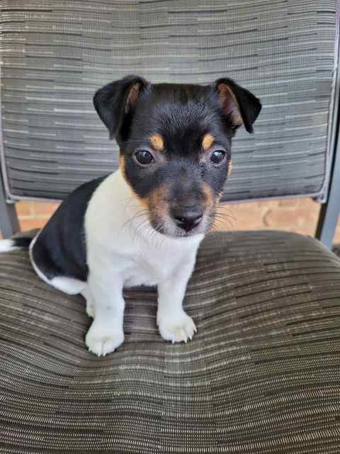 Mini Foxie/ foxy (tenterfield terrier) | Dogs & Puppies | Gumtree ...