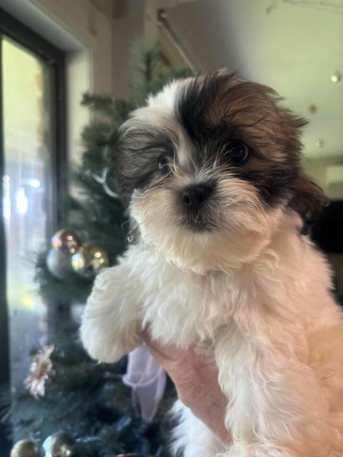 Shmoodle Puppies Ready Now | Dogs & Puppies | Gumtree Australia Kempsey ...