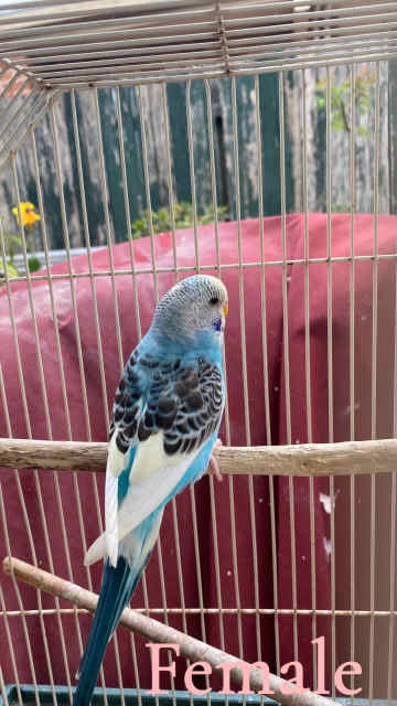 5 month old colourful budgies | Birds | Gumtree Australia Blacktown ...
