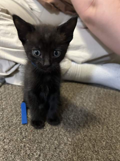 Ragdoll cross Manx kitten | Cats & Kittens | Gumtree Australia ...