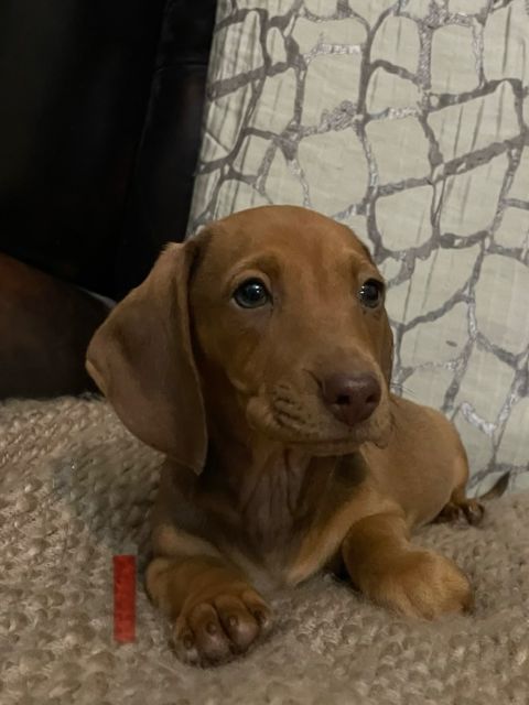 Purebred Miniature Dachshund Pups | Dogs & Puppies | Gumtree Australia Northern Grampians - St ...