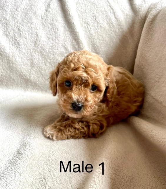 Adorable Shmoodle Puppies (both parents DNA clear) | Dogs & Puppies ...