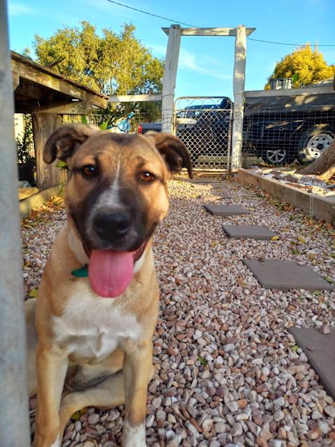 Free To Good Home | Dogs & Puppies | Gumtree Australia Dalby Area ...