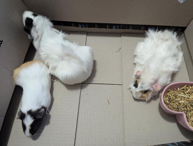 Guinea pigs | Other Pets | Gumtree Australia Belmont Area - Ascot ...