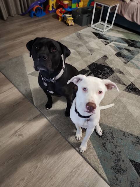 2 dogs free to a good home | Dogs & Puppies | Gumtree Australia Wyong ...