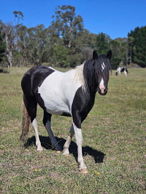 Stunning Pinto Filly | Horses & Ponies | Gumtree Australia Goulburn ...