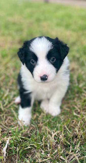 Purebred Border Collie Puppies | Dogs & Puppies | Gumtree Australia ...