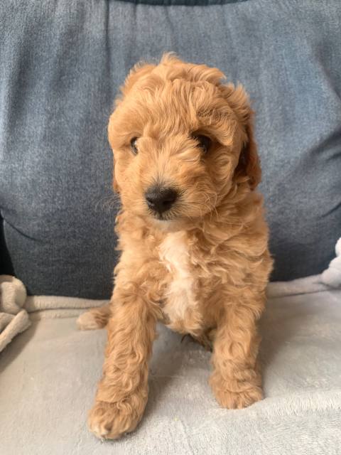 Miniature Poodle x | Dogs & Puppies | Gumtree Australia Goulburn Region ...