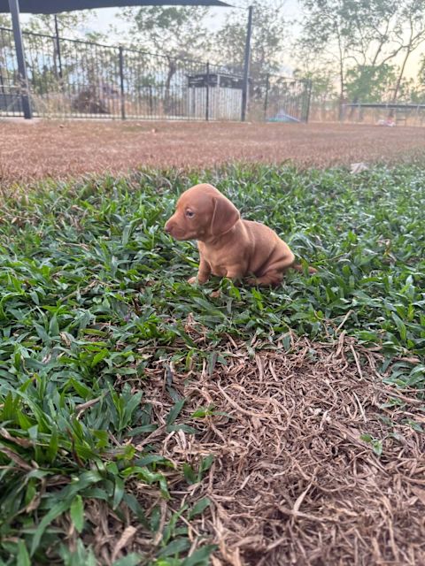 Miniature Dachshunds - READY 21/08/25 | Dogs & Puppies | Gumtree ...