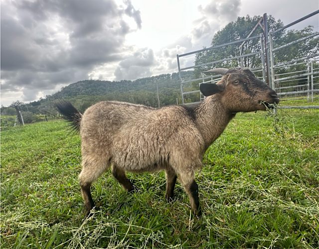 1 1/2 year old Australian miniature x doe | Livestock | Gumtree ...