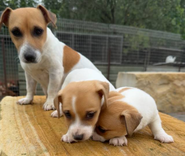 Jack Russell pups DNA Tested Stocky Short Purebred ready for new homes ...