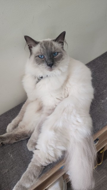Beautiful Seal Point Ragdoll Male | Cats & Kittens | Gumtree Australia ...
