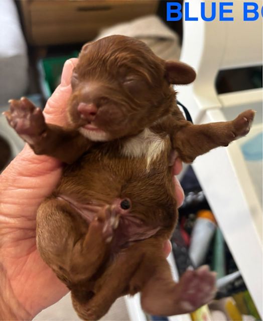 CAVOODLES - First Generation | Dogs & Puppies | Gumtree Australia ...