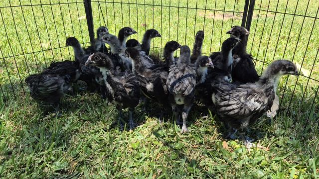 5 week old Barnevelder and Australorp Pullets - blue and black - gi ...