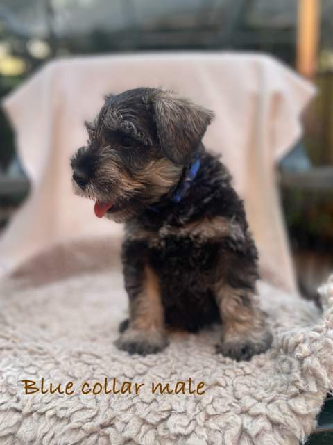 Purebred Miniature Schnauzer Puppies - Schnauzers Von Adelaide | Dogs ...