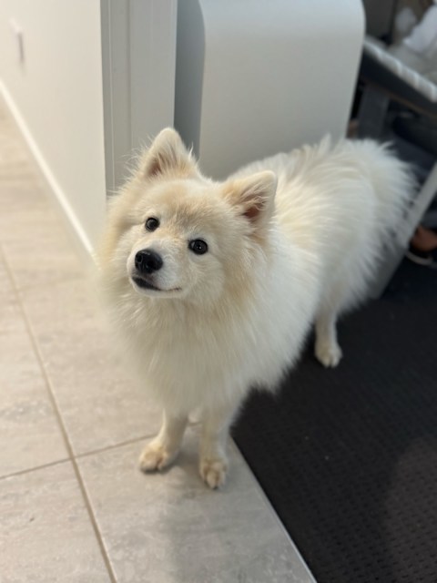 Japanese spitz | Dogs & Puppies | Gumtree Australia Brisbane South West ...