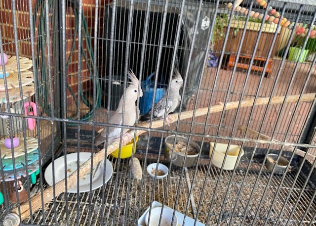 Two Female Weiros | Birds | Gumtree Australia Rockingham Area - Warnbro ...
