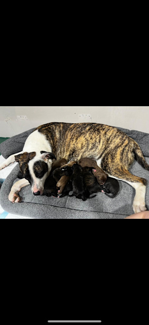 Bull Arab X Bull Mastiff X Neo Mastiff X Great Dane pups for sale ...