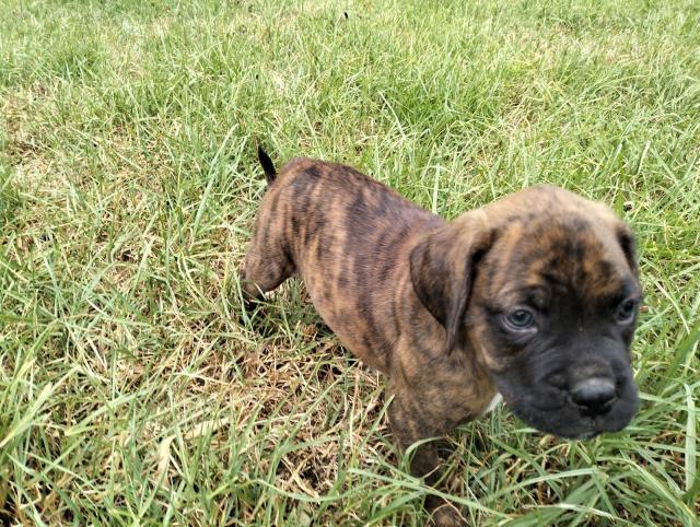2x Boxer x Mastidane puppies | Dogs & Puppies | Gumtree Australia ...